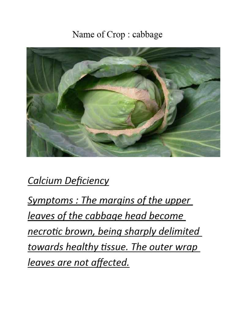 Cabbage Calcium Deficiency Signs | PDF | Science & Mathematics
