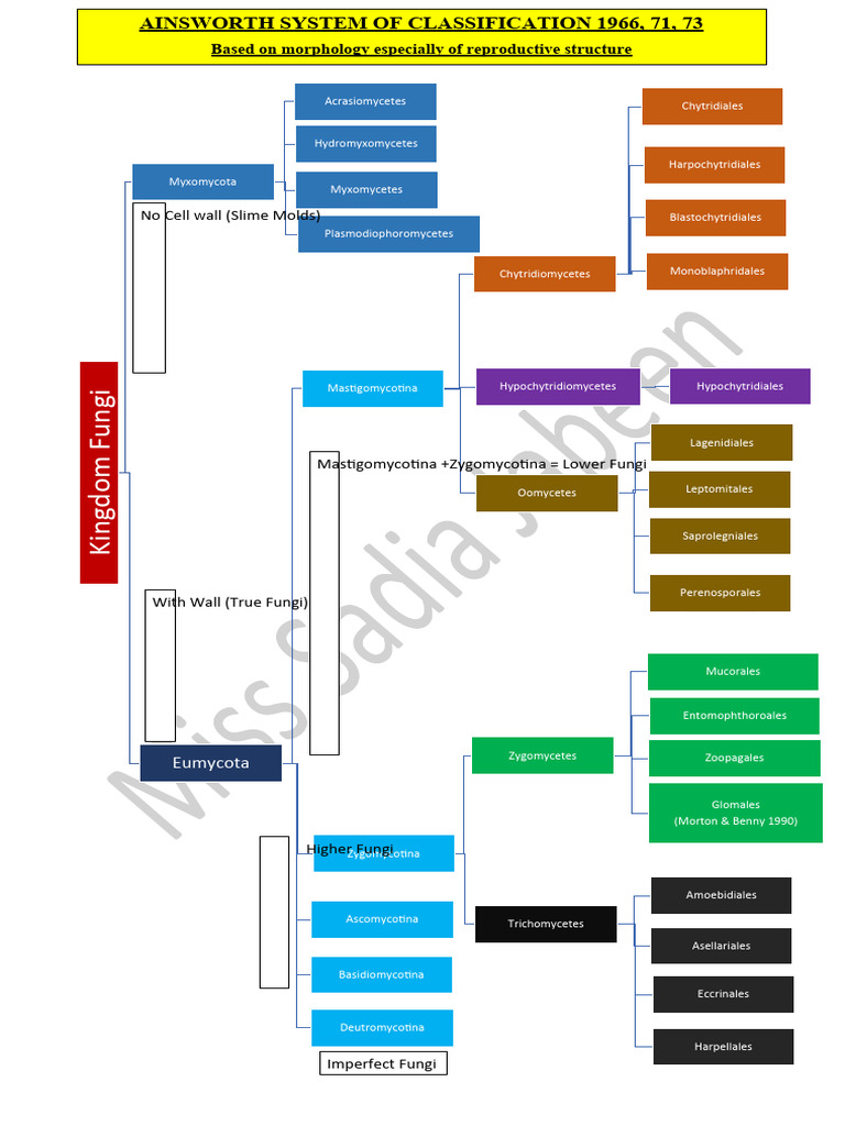 Fungi Classification Map | Download Free PDF | Fungus | Organisms