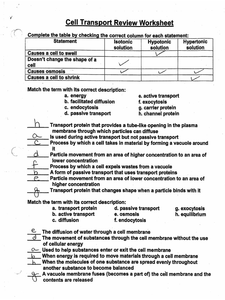 Transport Review Key | PDF