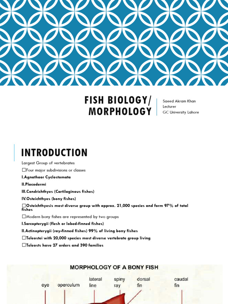 2. fish morphology | PDF | Vertebrates | Aquatic Animals