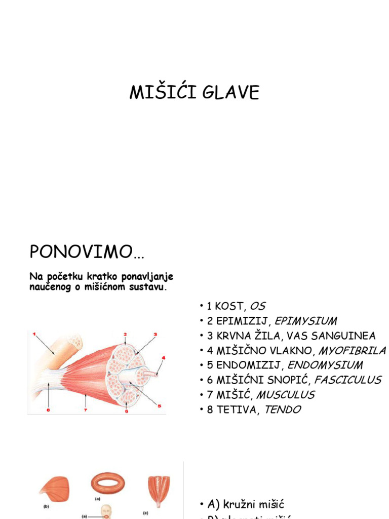 Farmaceutski Tehničar Anatomija i Fiziologija Mišići Glave 1 r | PDF