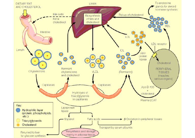 Biosintesis Lemak Dan Kolesterol | PDF