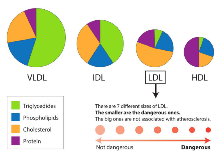 VLDL IDL LDL HDL | PDF