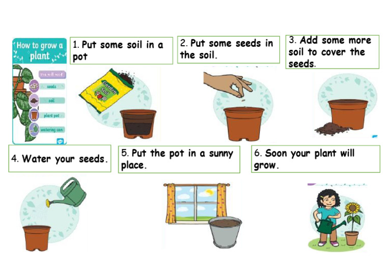 24112023_201411_How to grow a plant(3) | PDF