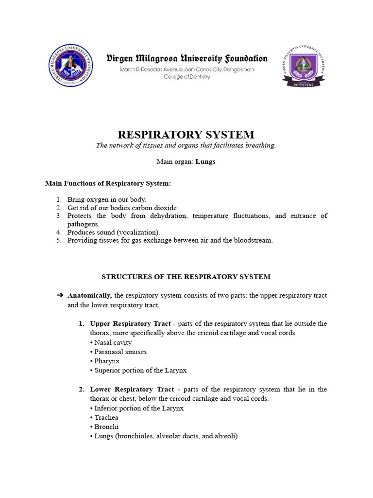 Respiratory System Handout | PDF | Respiratory Tract | Lung