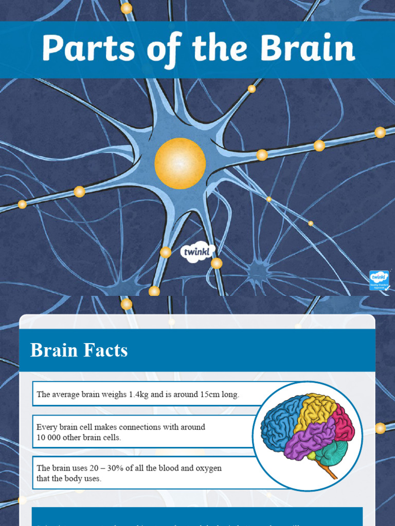 t2 S 1398 Ks2 Parts of The Brain Powerpoint Ver 4 | PDF | Brainstem | Brain