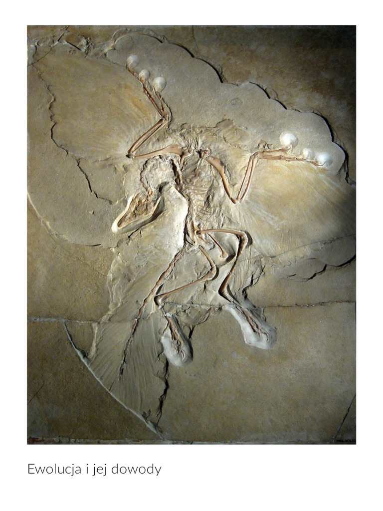 Ewolucja I Jej Dowody | PDF