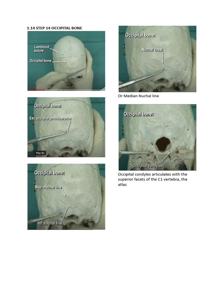 Occipital Bone Anatomy Overview | PDF