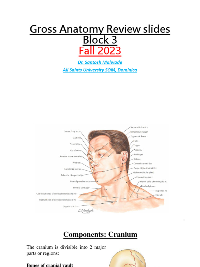 Block 3 Review Slides-PART 01 (2 Files Merged) | PDF | Skull | Nervous ...