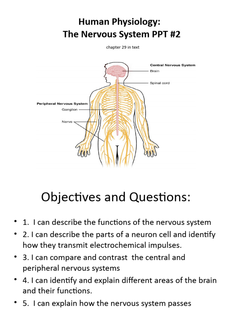 Nervous System Parts And Functions Powerpoint A Level Psychology THE