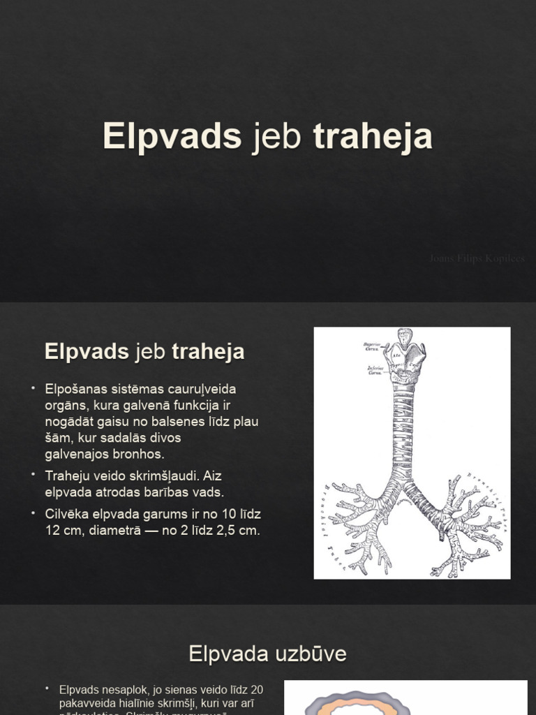 Elpvads Jeb Traheja | PDF