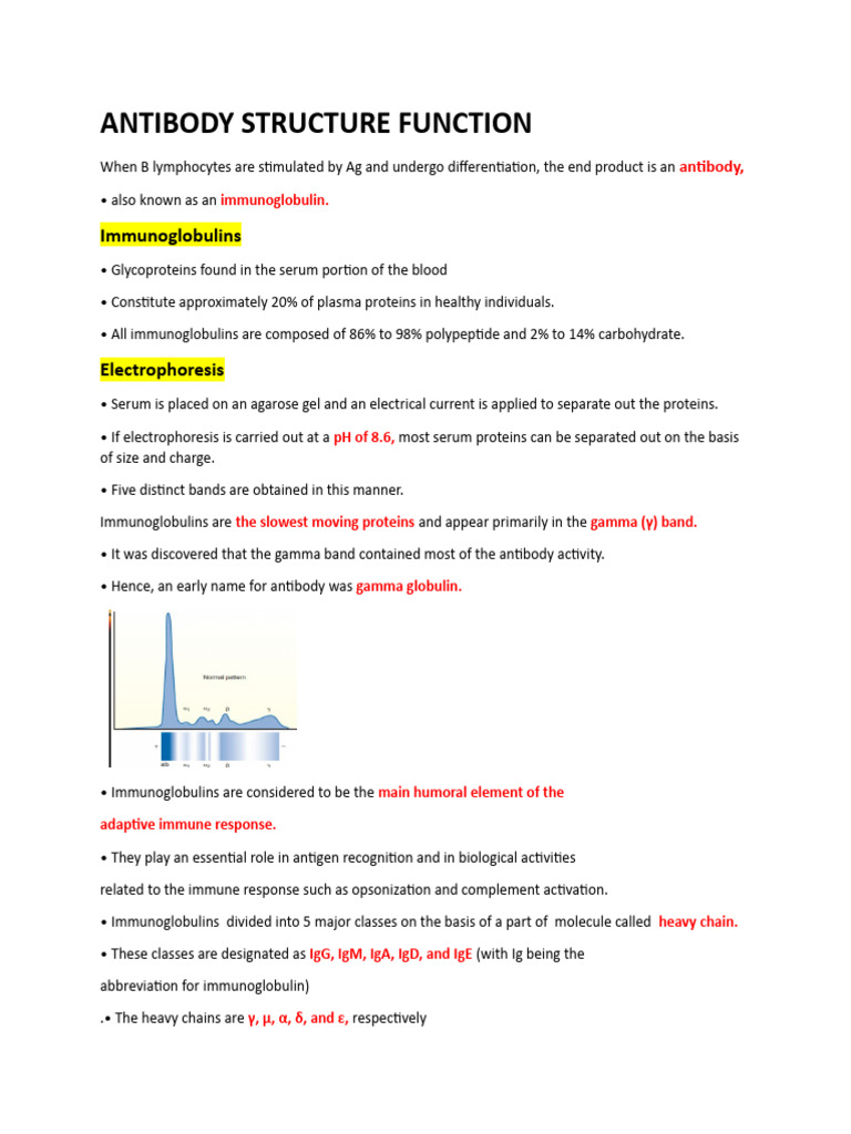 Antibody Structure Function | PDF | Antibody | Immunoglobulin G