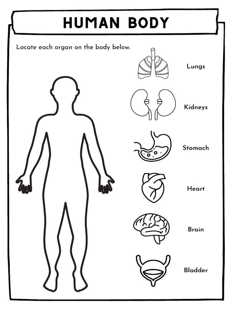 Internal Organs Vocab | PDF