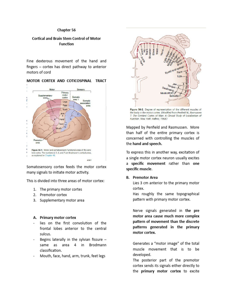 Chapter 56 Guyton Summary | PDF