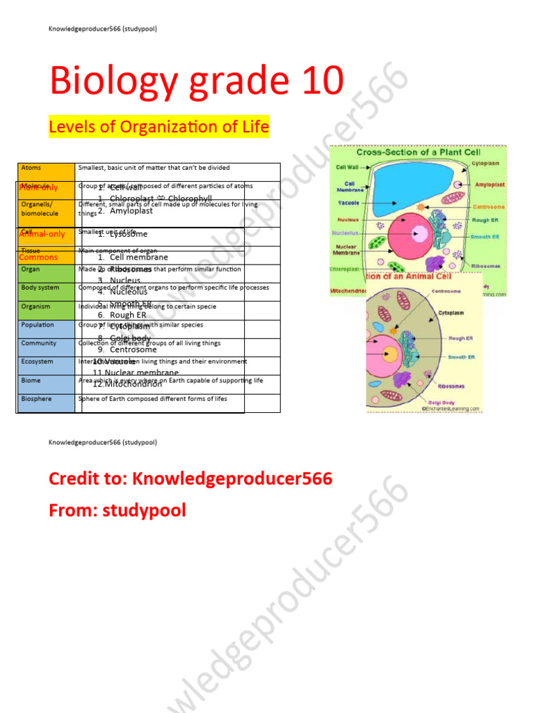 Levels of Life Organization Explained | PDF