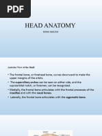 Skull Anatomy Worksheet Answers | PDF | Skull | Anatomy