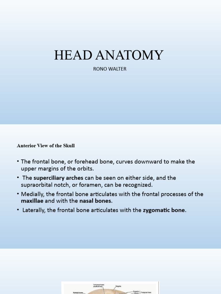 Head Anatomy | PDF