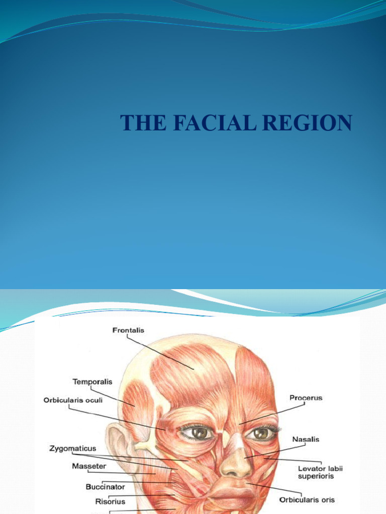 Anatomy of Facial Expression Muscles | PDF | Tongue | Human Nose