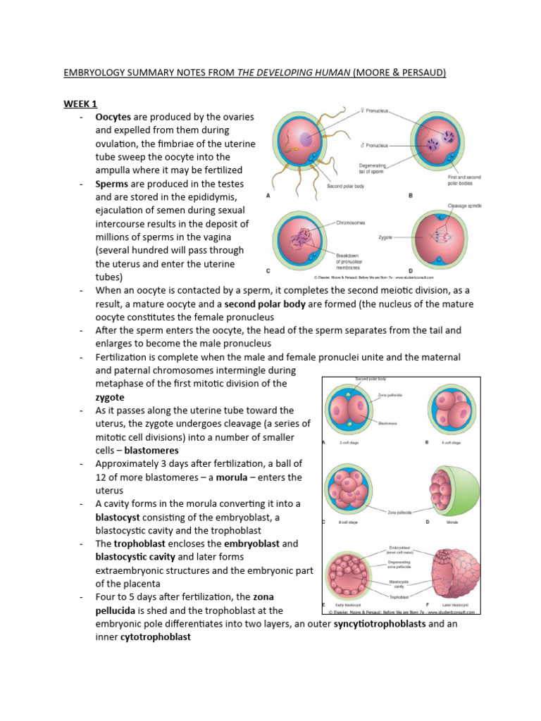 Embryology Summary Notes | PDF | Developmental Biology | Anatomy