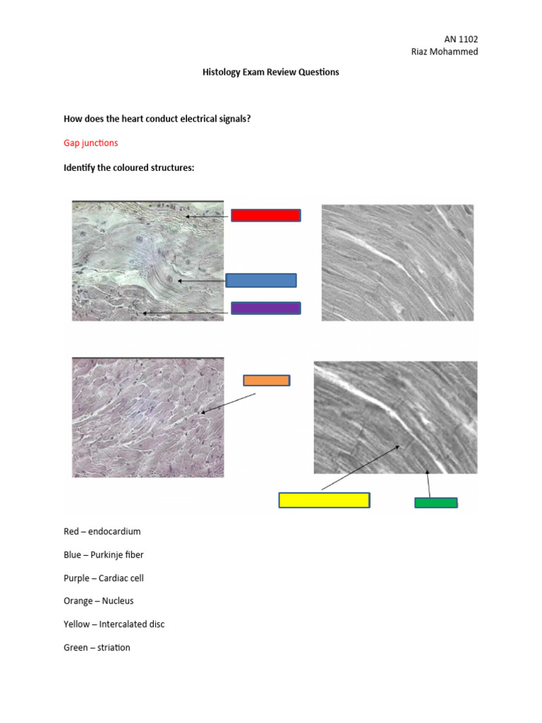 Histology Review Questions From Class | PDF | Human Digestive System ...