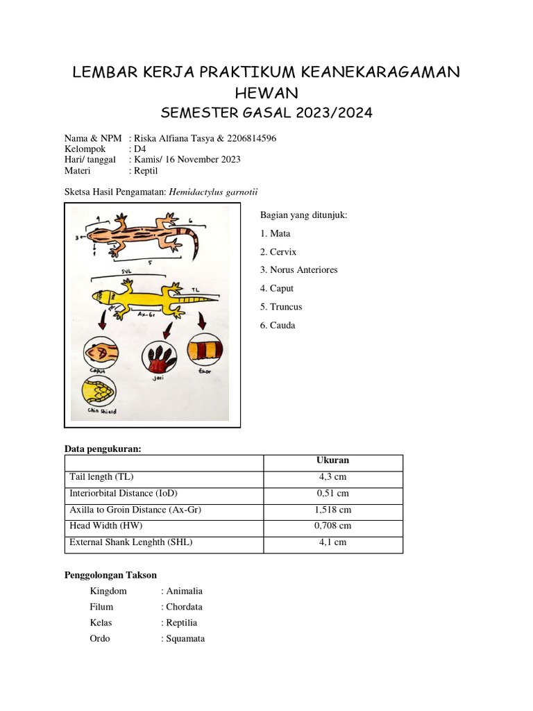Sketsa Morfologi Cicak Hemidactylus | PDF