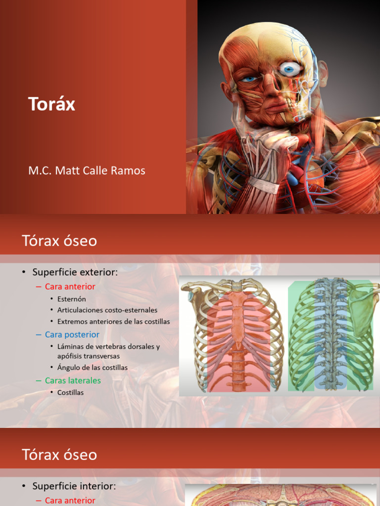 Anatomía Del Tórax | PDF | Tórax | Sistema musculoesquelético