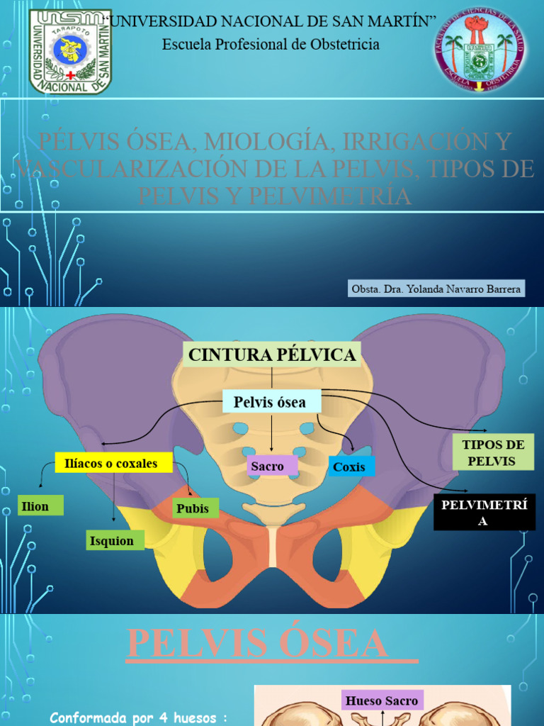 Tipos y Vascularización de la Pelvis | PDF | Pelvis | Sistema ...