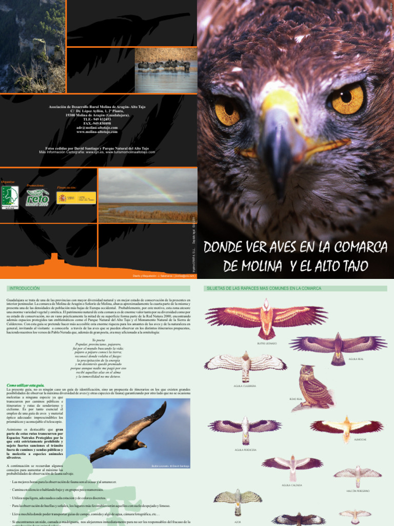Donde Ver Aves en Molina-Alto Tajo | PDF | Aves | Ornitología