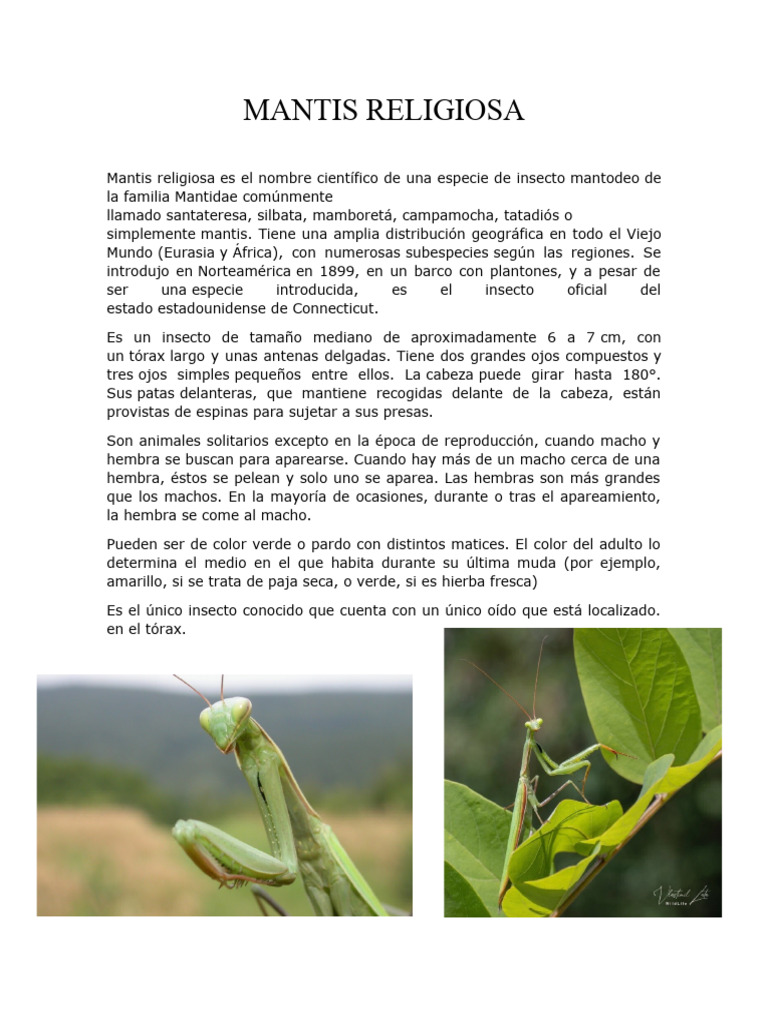 MANTIS RELIGIOSA | PDF