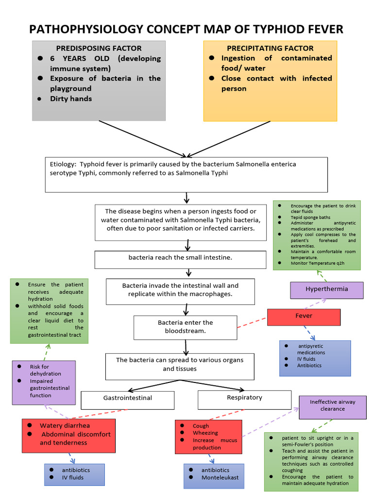 Pathophysiology Typhoid Fever | PDF