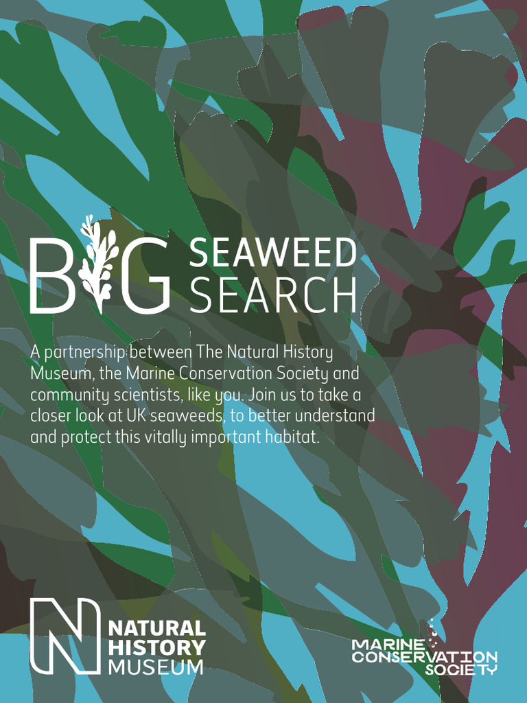 big-seaweed-search-guide | PDF | Oceanography | Algae
