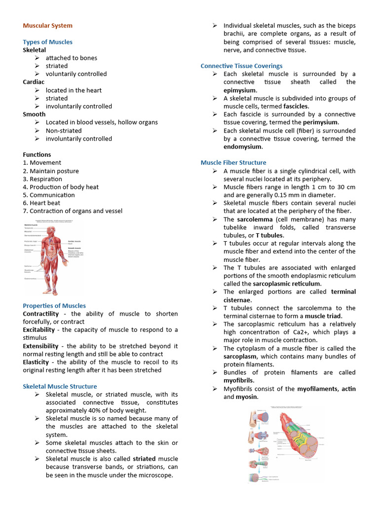 Muscular System | PDF | Muscle Contraction | Chemical Synapse