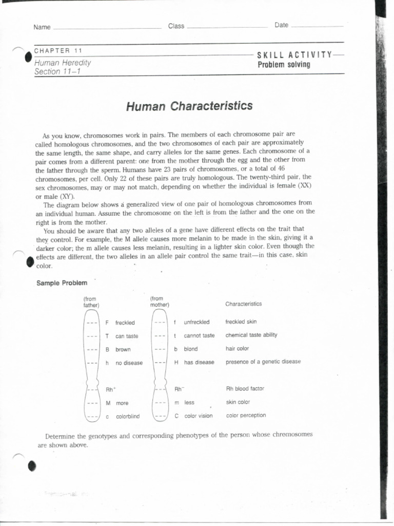 Human Characteristics Worksheet | PDF | Genotype | Allele