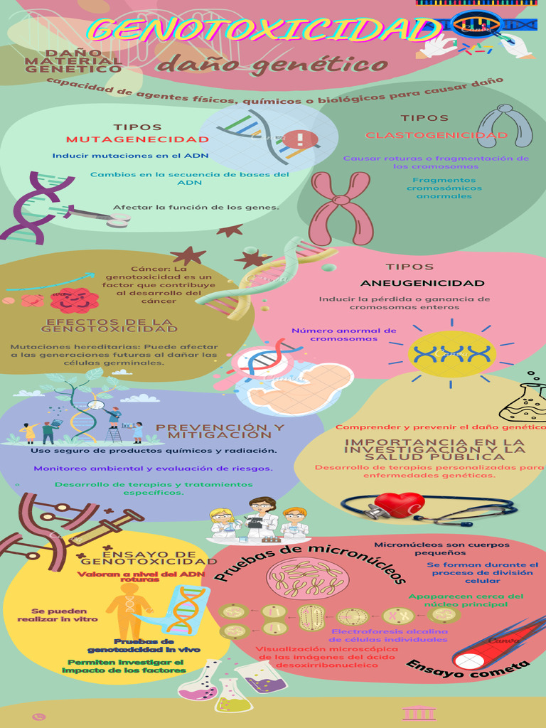 Infografia Genotoxicidad | PDF