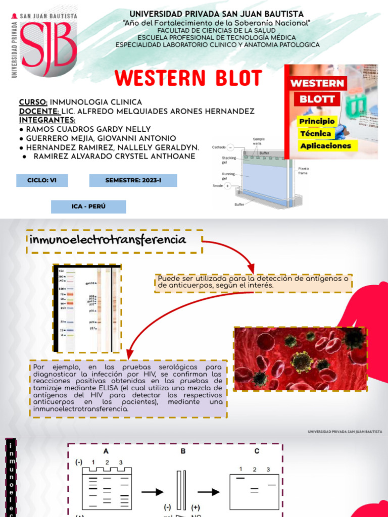 Wester Blot | PDF | Proteínas | Tinción