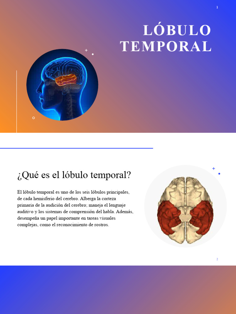 Lóbulo Temporal 1827030699 | PDF | Lóbulo temporal | Cerebro