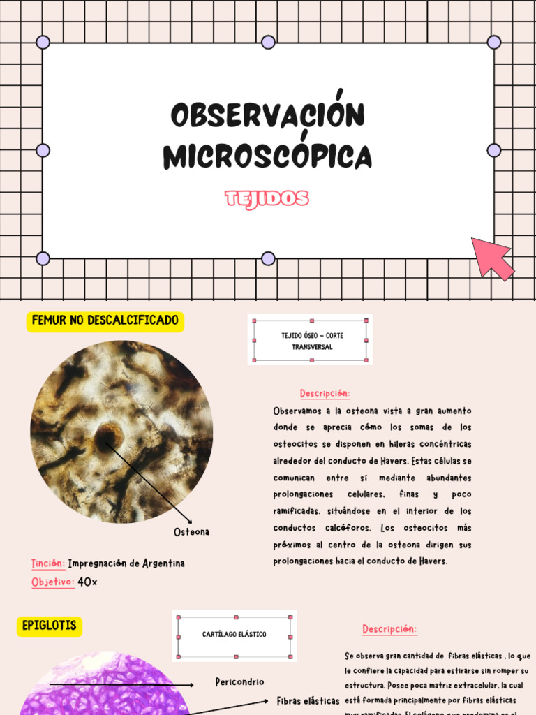 Observación Microscópica de Tejidos | PDF | Cartílago | Epidermis