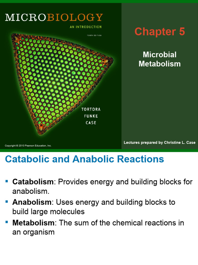 305 - Chapter 5 - Metabolism | PDF | Cellular Respiration | Enzyme