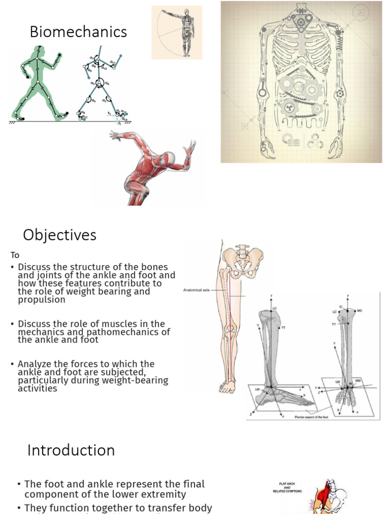 Biomechanics thefoot and Ankle Unit | PDF | Foot | Ankle