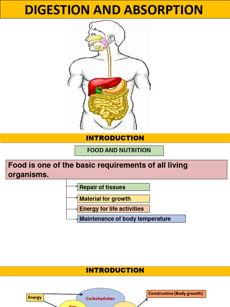 _digestion-and-absorption | PDF | Stomach | Tongue