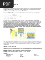 Spinach Lab Report | PDF | Photosynthesis | Leaf