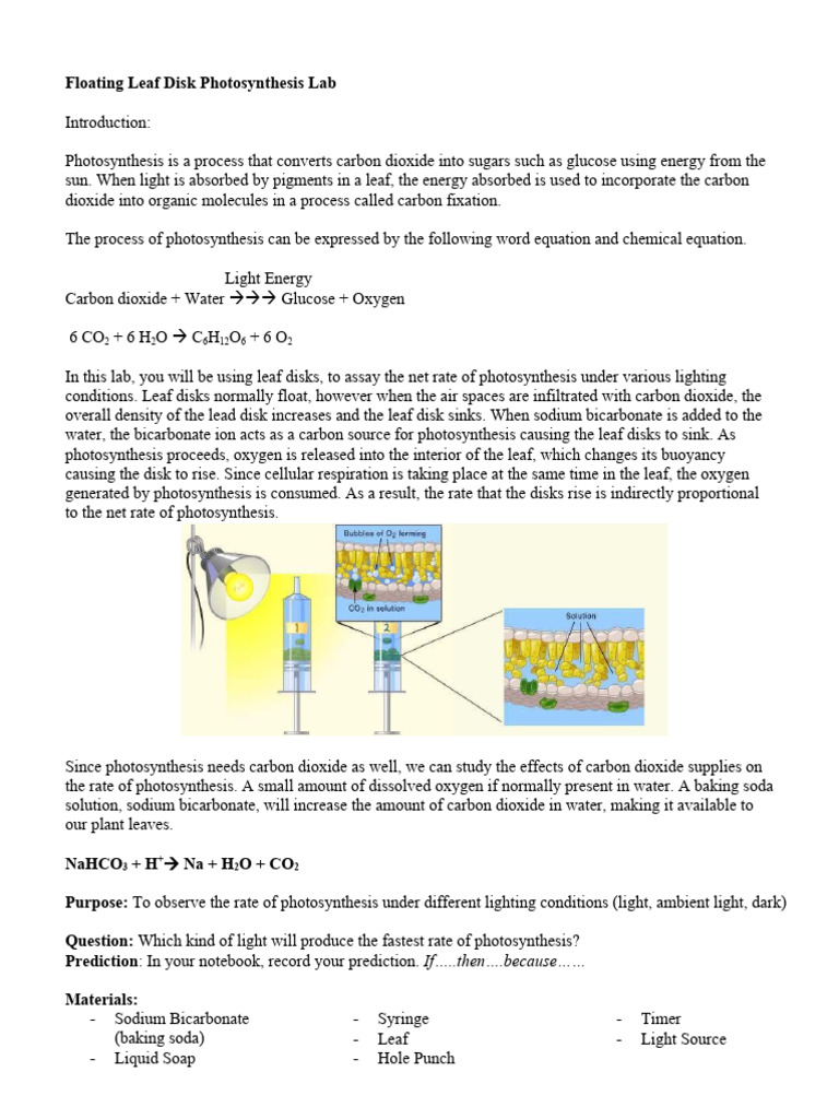 Leaf Disk Photosynthesis Lab 2013 | PDF | Photosynthesis | Carbon Dioxide