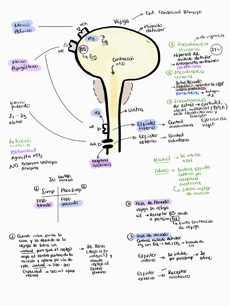 Nefro Repaso 2 - 231205 - 005738 | PDF