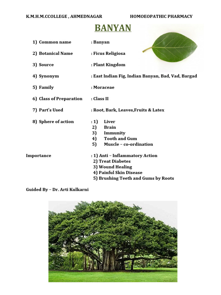 Banyan Tree: Uses and Botanical Info | PDF