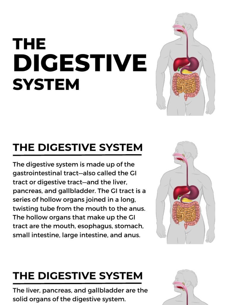 The Digestive and Endocrine System | PDF | Wellness | Science & Mathematics