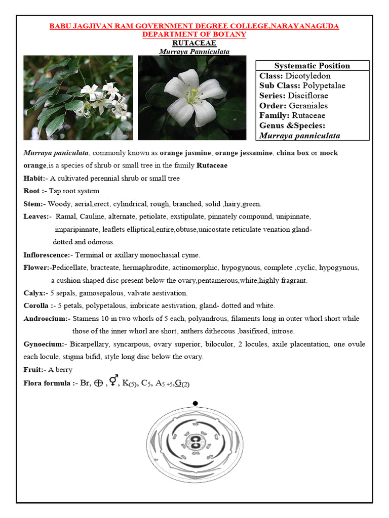 Rutaceae | PDF | Plants | Botany