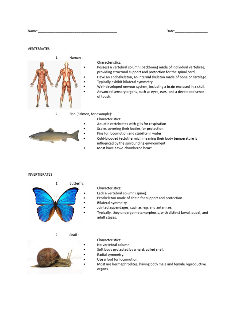 Characteristics of Vertebrates vs. Invertebrates | PDF | Vertebral ...