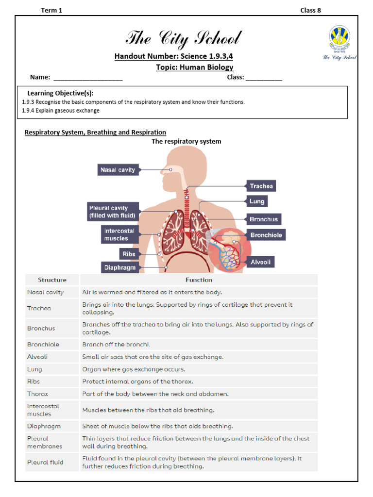 1.9.3,4 Handout | PDF | Respiratory System | Breathing