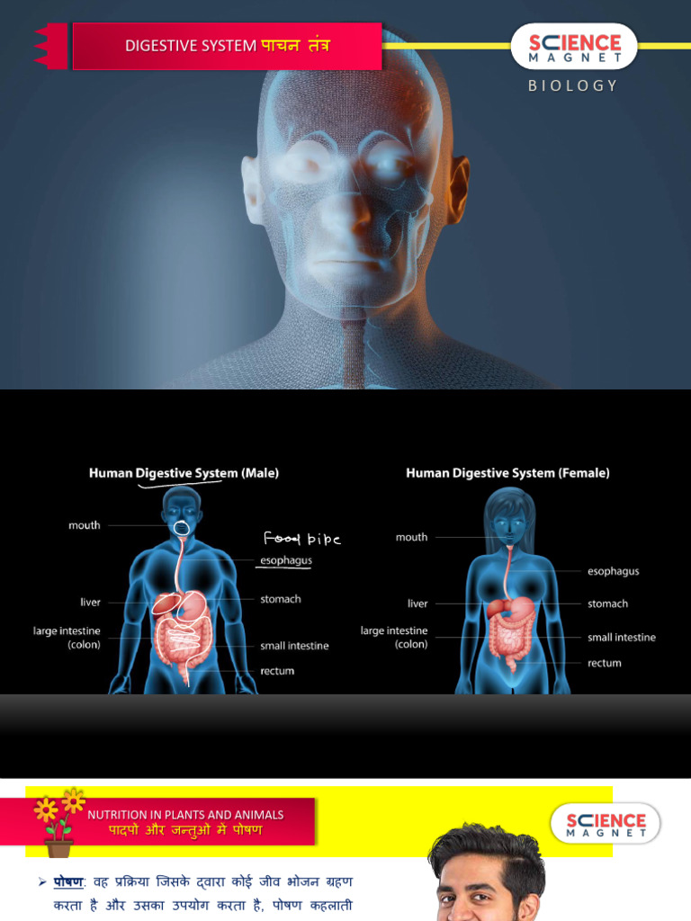 Digestive System: Biology | PDF