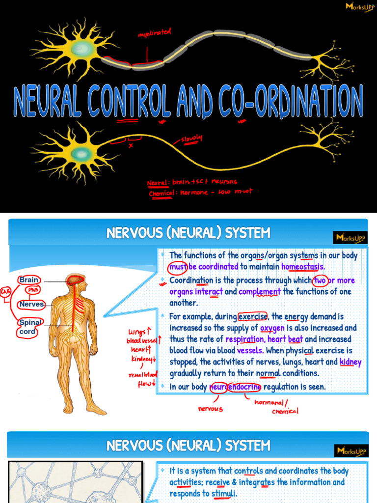 Neural Control and Coordination - 5eaaffd9 964b 47cd 8fc3 0e2a423d9ae9 ...